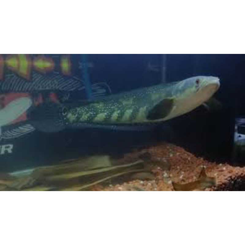 Jual chana green marulius barito 6-7+ | Shopee Indonesia