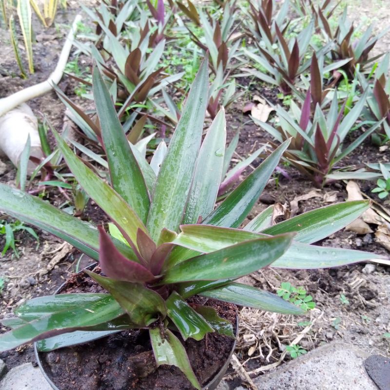 Jual Tanaman Adam Hawa (Rhoeo Discolor ) Indonesia|Shopee Indonesia