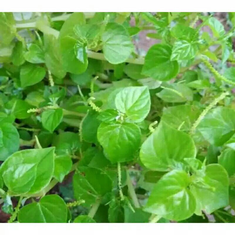 Jual Tanaman Herbal Daun sirih china ( suruhan ketumpang air ) obat ...