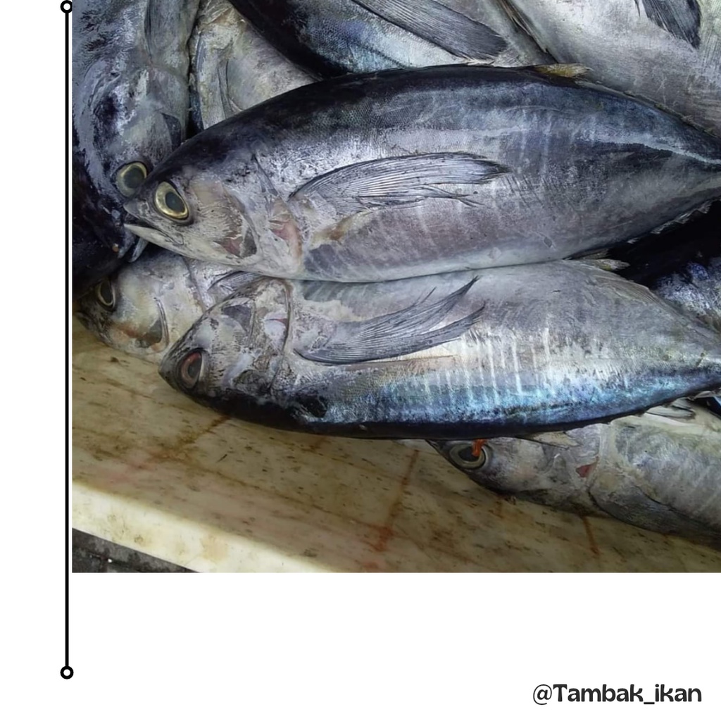 Jual Ikan Baby Tuna Segar 1Kg | Shopee Indonesia