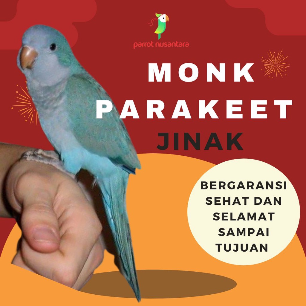 Jual Burung Parrot monk parakeet blue jinak | Shopee Indonesia