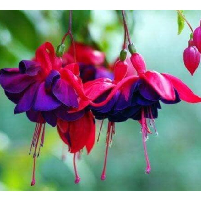 Paling Bagus 17+ Gambar Bunga Fuchsia - Gambar Bunga Indah