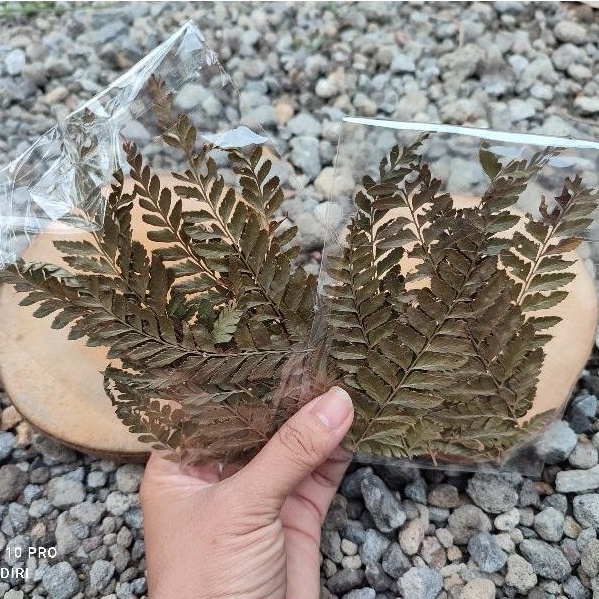 Jual Daun Pakis Kering Murah | Shopee Indonesia