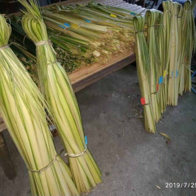 Jual Janur Bali Asli/ Busung bali/ Daun Kelapa Helai | Shopee Indonesia