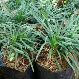 Jual MURAH!!! tanaman hias kucai mini / pohon kucai mini / tanaman ...