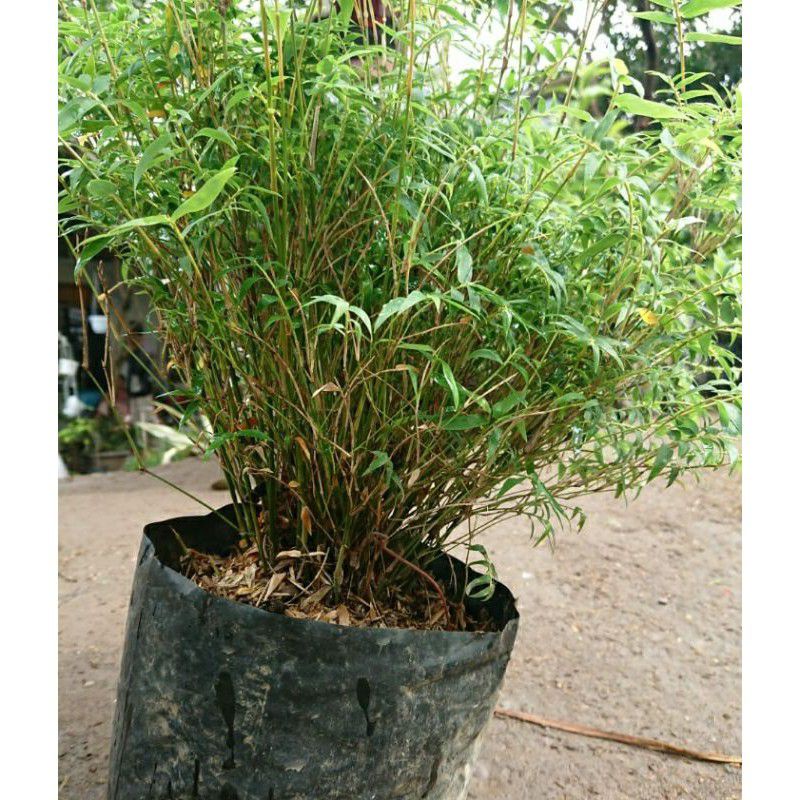 Jual tanaman hias bambu mini micro keadaan rimbun | Shopee Indonesia