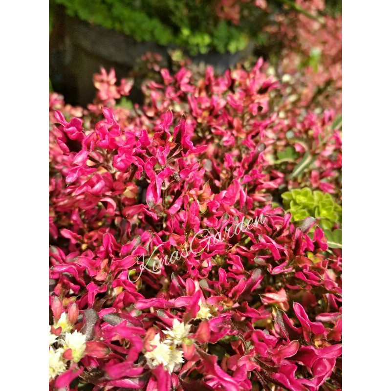 Jual krokot merah / krokot papua | Shopee Indonesia