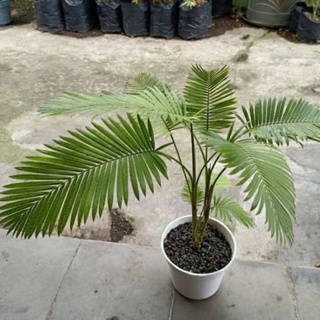 Jual Palem Rotan paris mini Tanaman Hias jernang | Shopee Indonesia