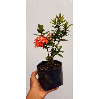 Jual Bunga Asoka Merah Mini/ Soka Merah Mini | Shopee Indonesia