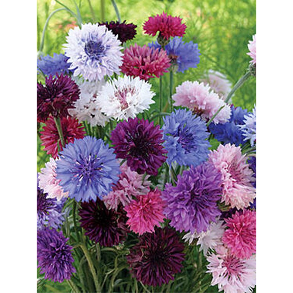 Jual Bibit Benih Biji Bunga Cornflower Mix Tall Plant Flower - Biji ...