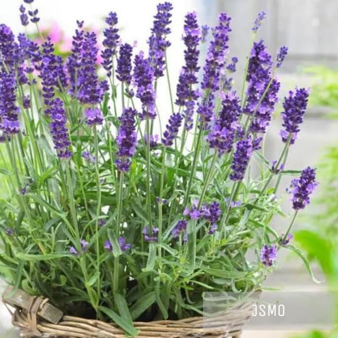 Jual BENIH LAVENDER HIDCOTE BLUE. TANAMAN BIBIT BUNGA LAVENDER TERBAIK ...