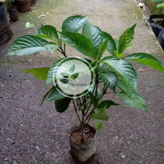 Jual Bibit pohon keji beling Pohon kaca beling 20cm | Shopee Indonesia