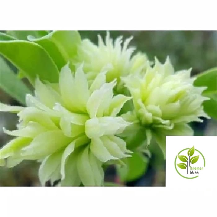 Jual Bibit tanaman Hias Adenium Kamboja GREEN ELF - Kuning-adenium ... Jual Bibit tanaman Hias Adenium Kamboja GREEN ELF - Kuning-adenium ...