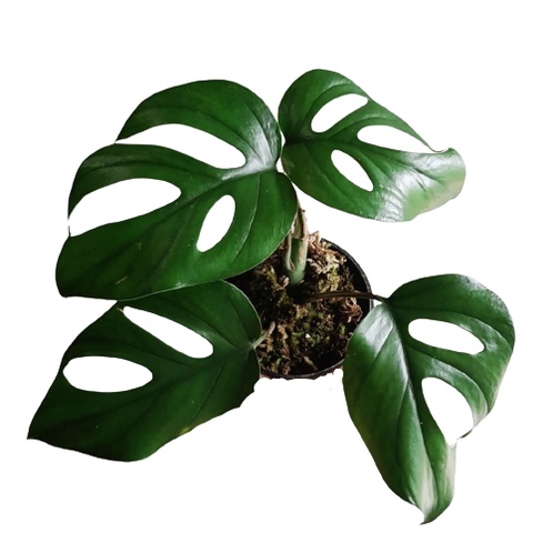 Jual monstera rhaphidophora pertusa plant tanaman indoor | Shopee Indonesia