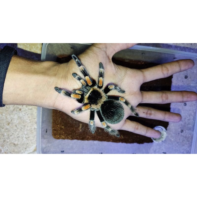 Jual tarantula Bracyphelma hamori female 10cm | Shopee Indonesia