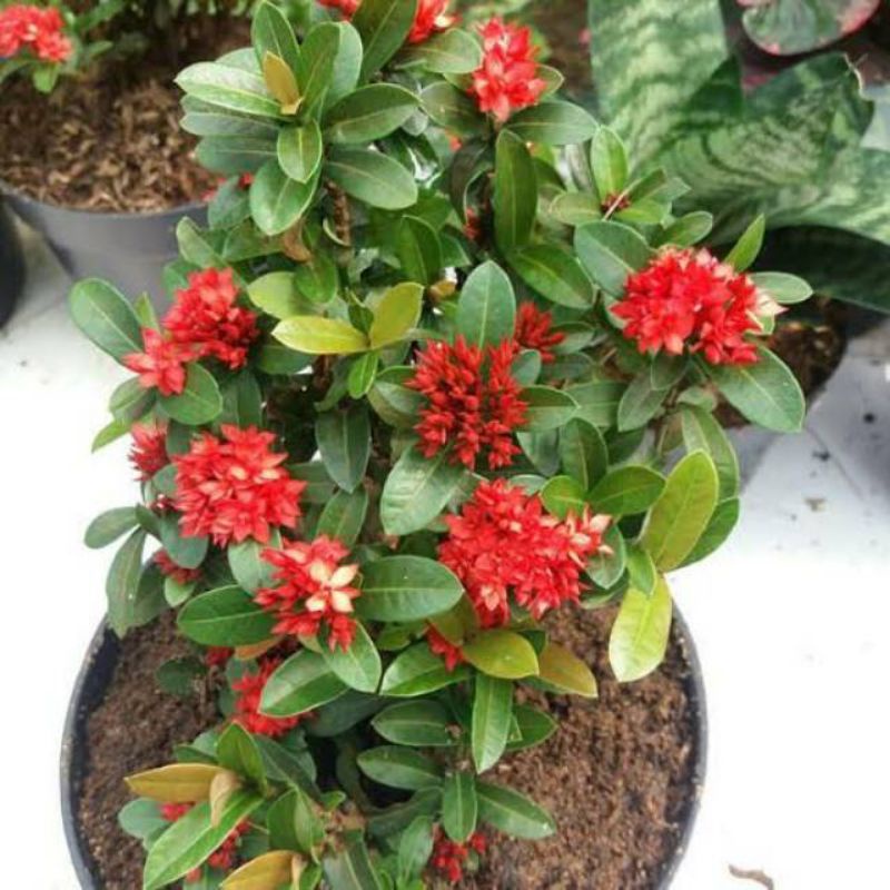 Jual Tanaman Soka India, Tanaman hias sika india, pohon soka india ...