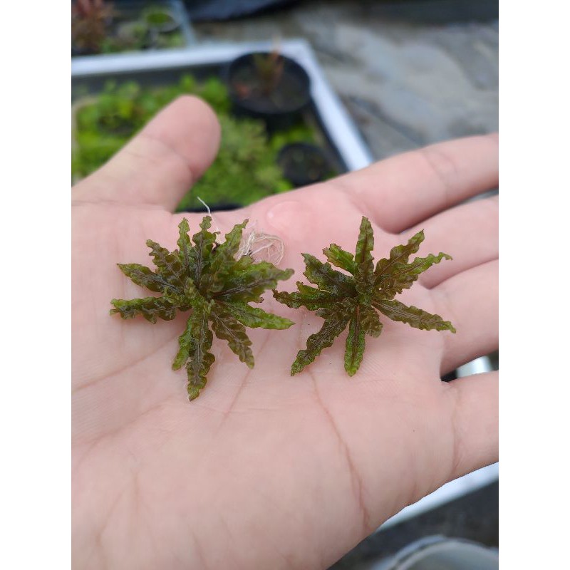 Jual Red downoi pogostemon helferi tanaman aquascape Indonesia|Shopee ...