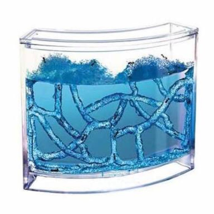 Jual ANT FARM AQUARIUM / akuarium pelihara semut ternak mainan edukasi ...