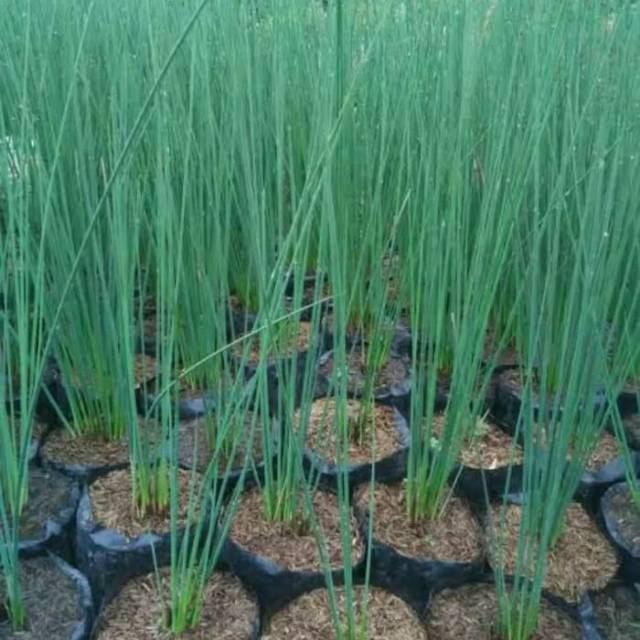 Jual Tanaman hias bambu air sapu lidi Indonesia|Shopee Indonesia