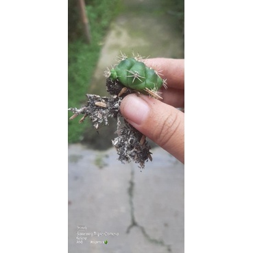 Jual gymno damsi baby berakar | Shopee Indonesia