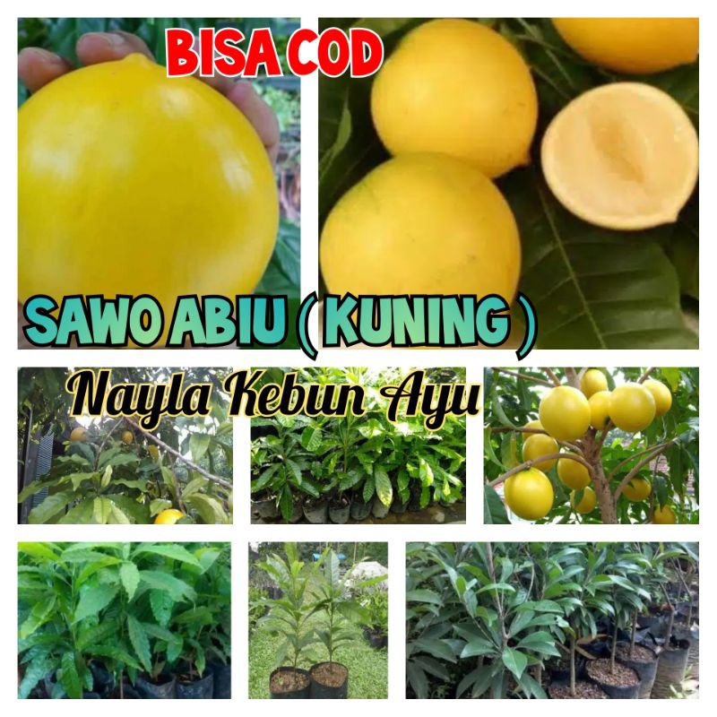 Jual BIBIT SAWO ABIU _ KUNING ( bisa COD ) | Shopee Indonesia