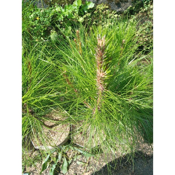 Jual TANAMAN PINUS / POHON PINUS | Shopee Indonesia