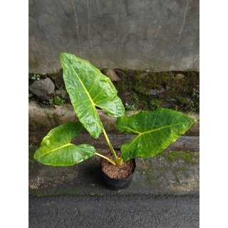 Jual Alocasia Macrorrhiza Lutea Gold Talas Alokasia Golden Sente Kuning ...