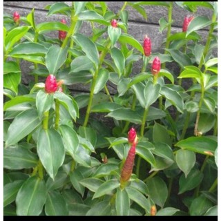 Jual pacing pentul Harga Terbaik & Termurah Agustus 2022 | Shopee Indonesia