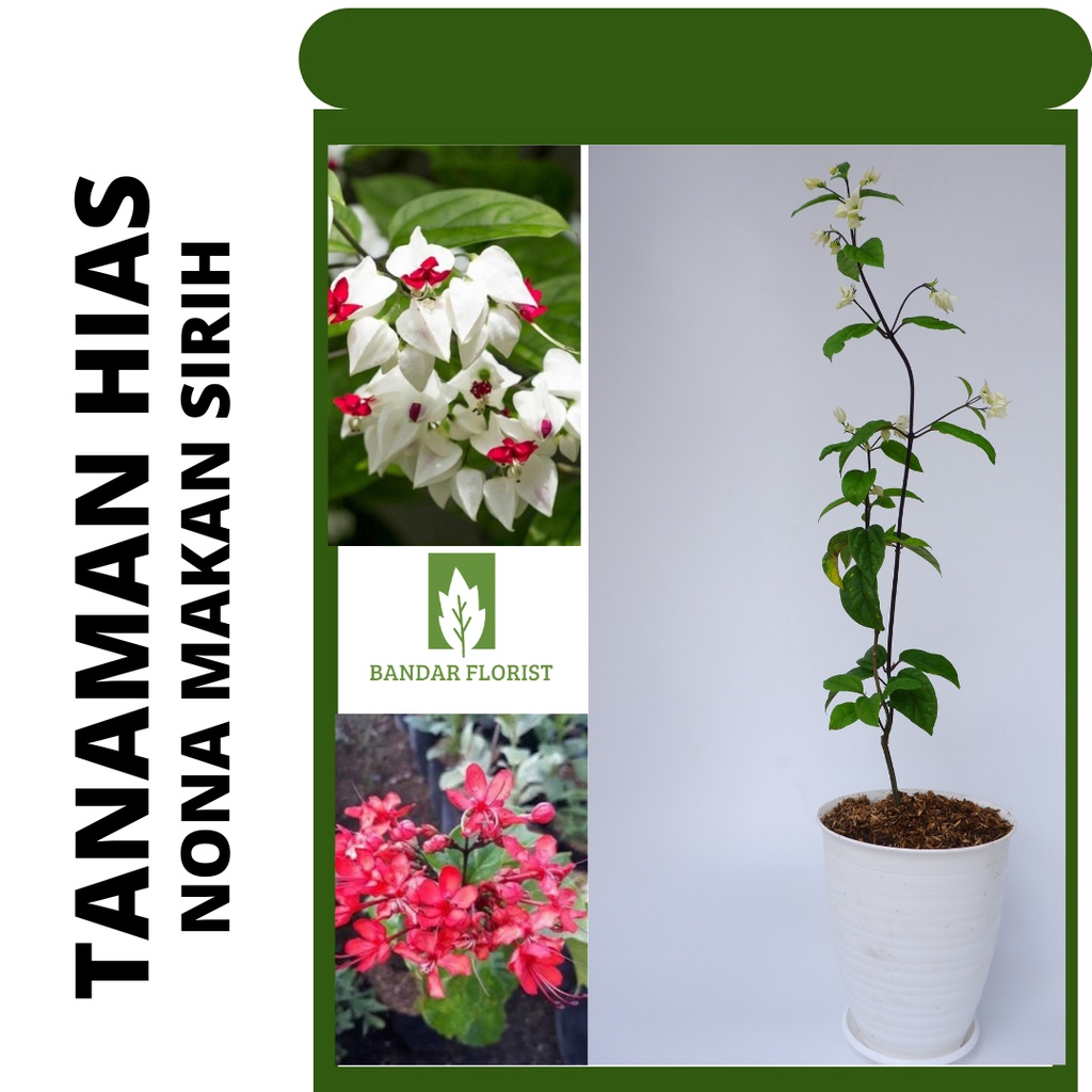 Jual tanaman hias nona makan sirih | Shopee Indonesia Jual tanaman hias nona makan sirih | Shopee Indonesia