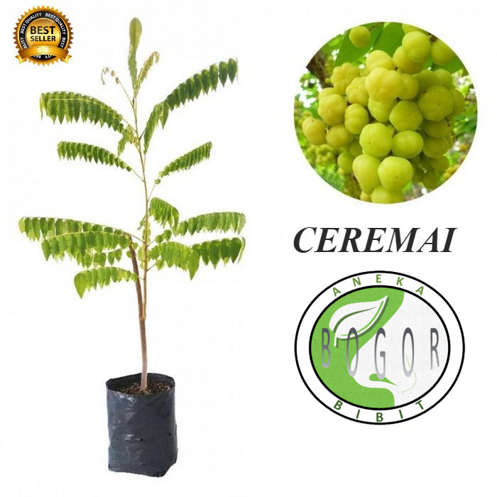 Jual BIBIT POHON TANAMAN BUAH CEREMAI - CERME - CERMAI | Shopee Indonesia