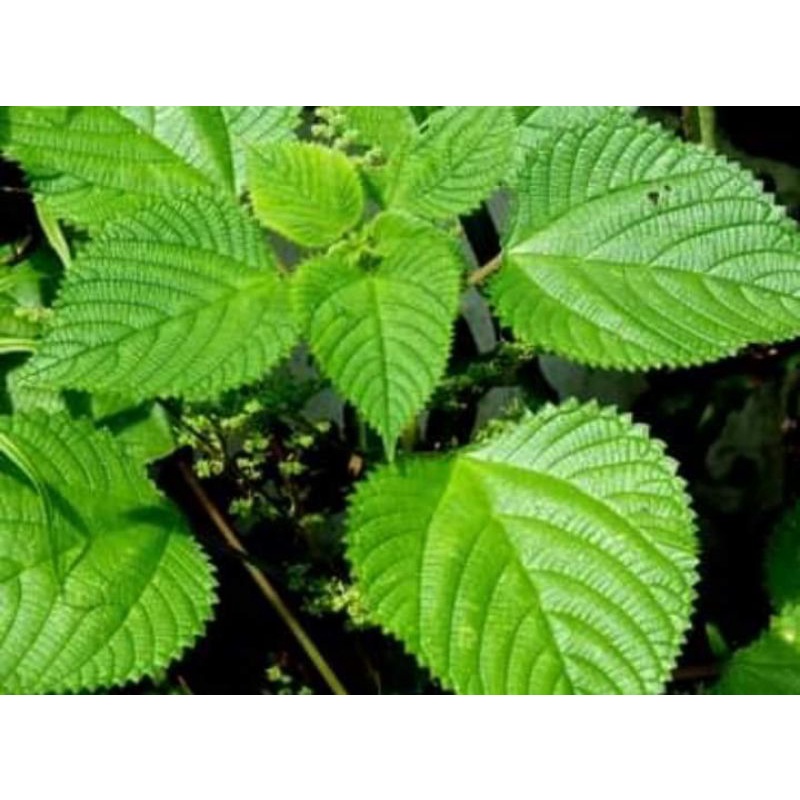 Jual Daun Jelatang Segar Atau Daun Pulus Gatal 500 gr | Shopee Indonesia