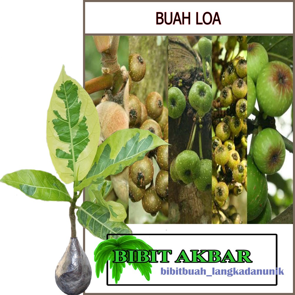 Jual Bibit Tanaman Buah Loa | Shopee Indonesia
