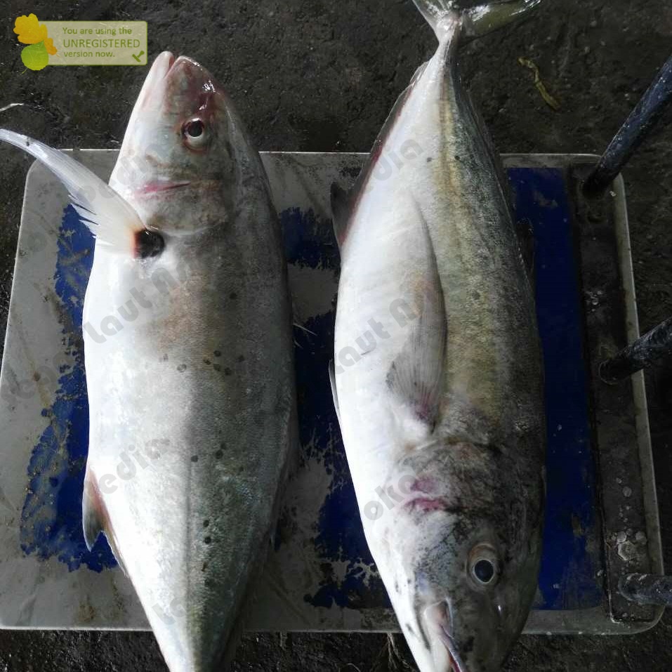 Ikan Kuwe Lilin - Perumperindo.co.id