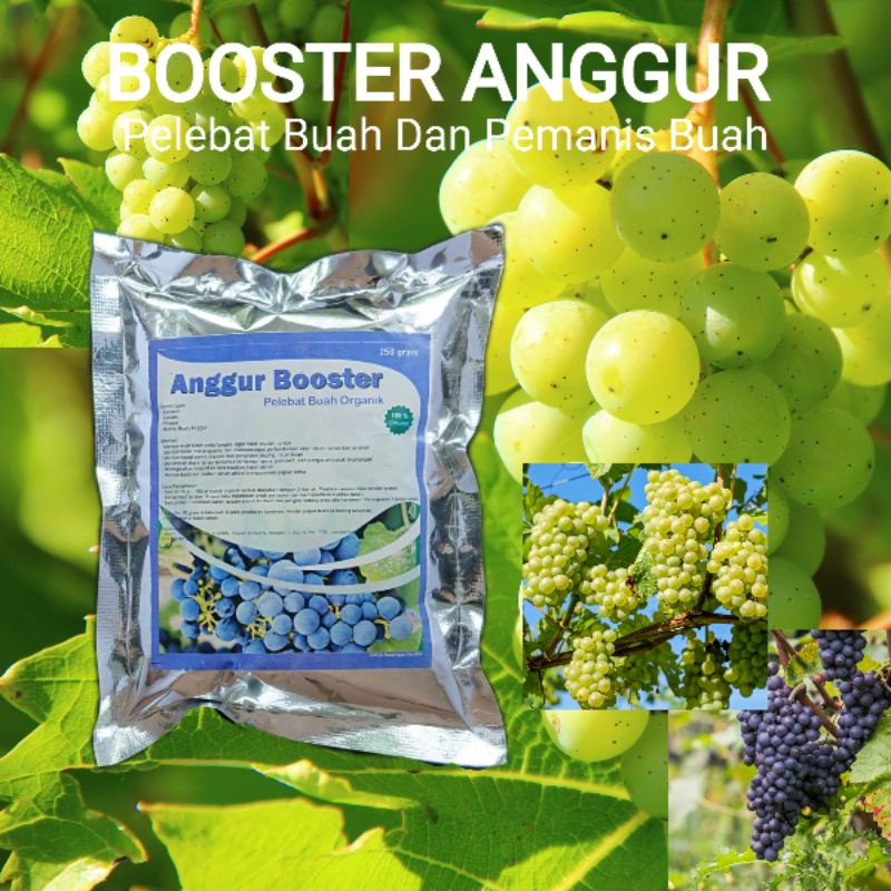 Jual pupuk anggur cepat berbuah lebat booster organik tanaman anggur import anggur brazil anggur ...