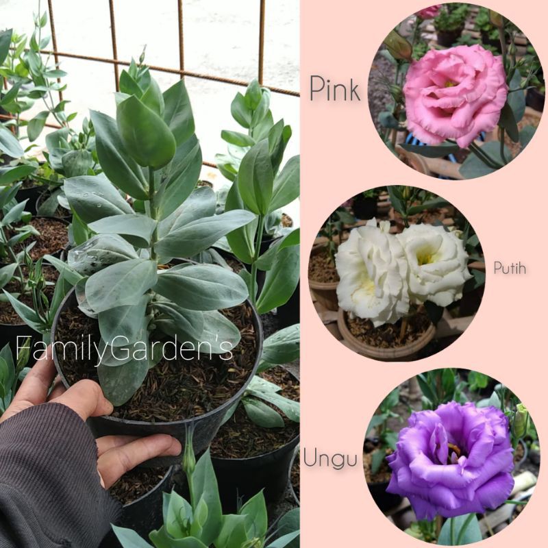 Jual Tanaman Hias Bunga Lisianthus Berkuncup Berbunga | Shopee Indonesia