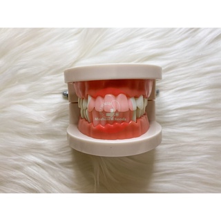 Jual Phantum Gigi / Phantom Gigi / Phantoom Gigi / Model Gigi / Patung ...