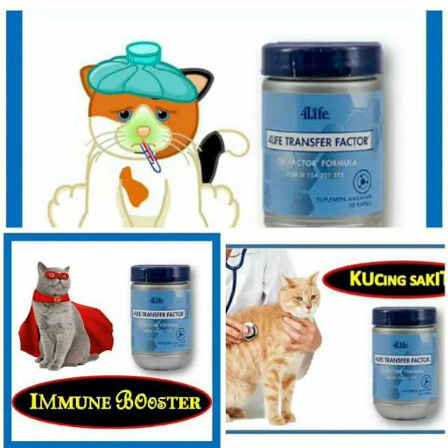 Jual Transfer Factor Feline | Shopee Indonesia