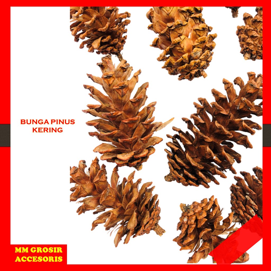 Jual BUNGA PINUS ASLI KERING | Shopee Indonesia