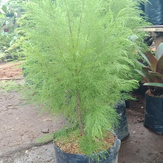 Jual tanaman hias cemara balon uk, 50cm/pohon cemara | Shopee Indonesia
