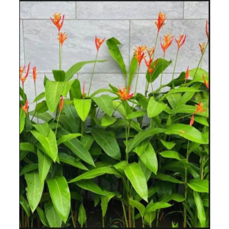 Jual Tanaman hias heliconia bunga orange / heliconia varigata ...