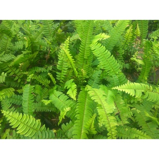 Jual Tanaman Pakis Kelabang/Pakis Boston/Tanaman Pembersih Udara ...