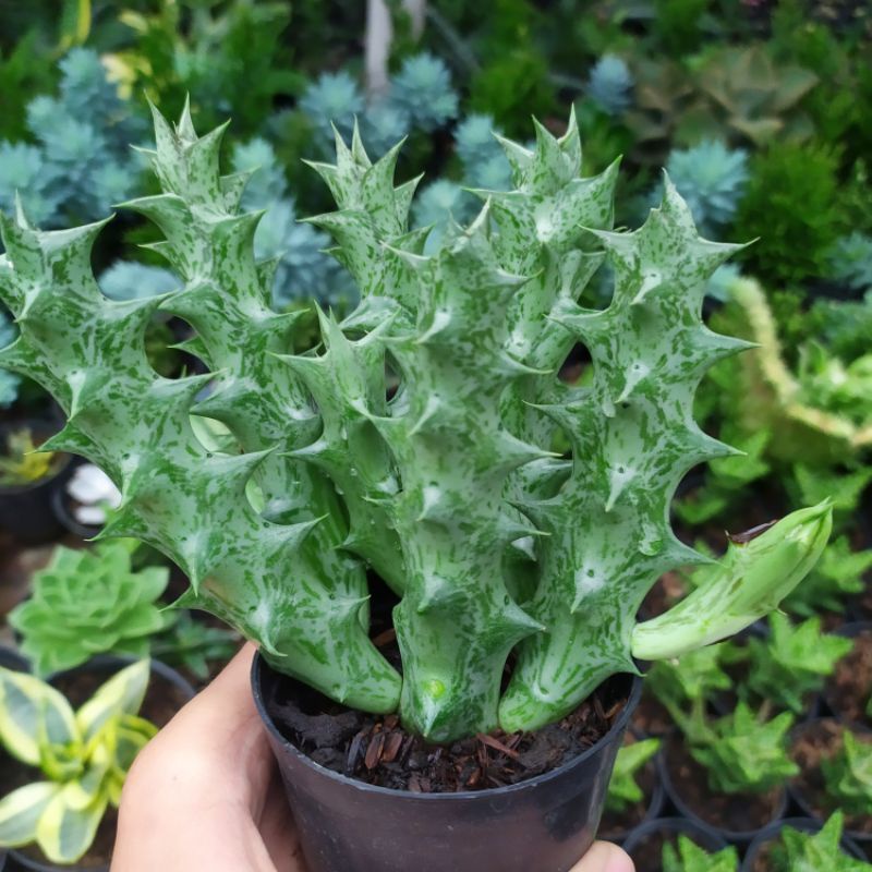 Jual Tanaman Hias Sukulen Huernia Cula Badak | Shopee Indonesia