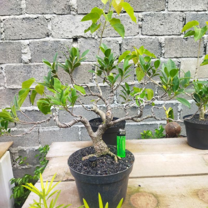 Jual Bahan Bonsai Beringin Kimeng (ficus microcarpa) | Shopee Indonesia