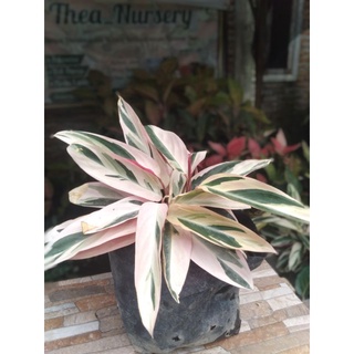 Jual Tanaman Calathea Rumpun/Rimbun Meranti Bali/Merah Putih Calathea ...