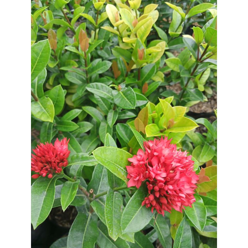 Jual bunga Asoka India merah | Shopee Indonesia