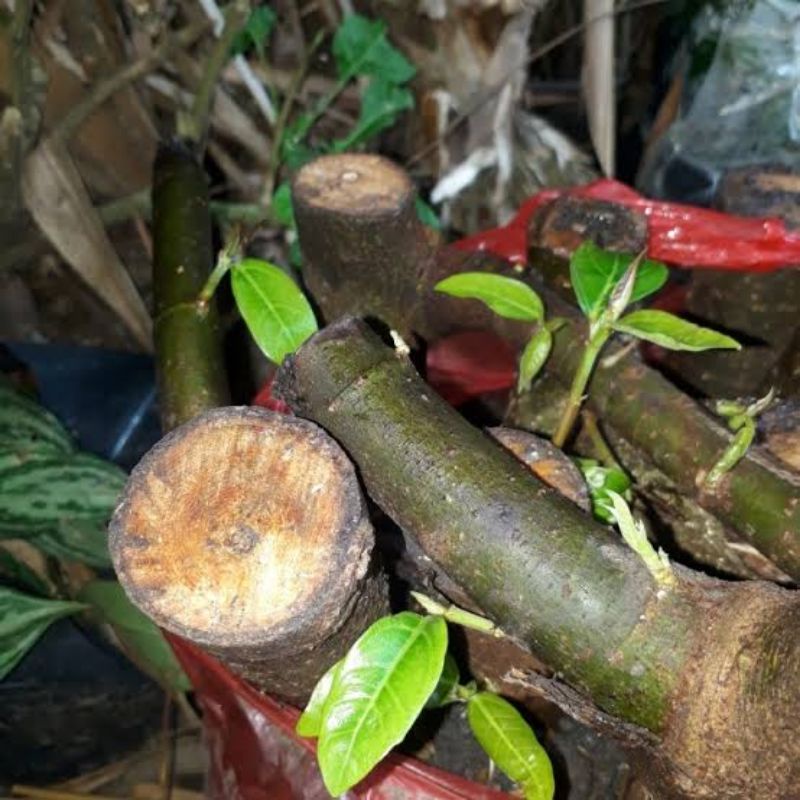 Jual Isi 5 Pohon Loa Bahan Bonsai Stek Batang ficus racemosa | Shopee ...