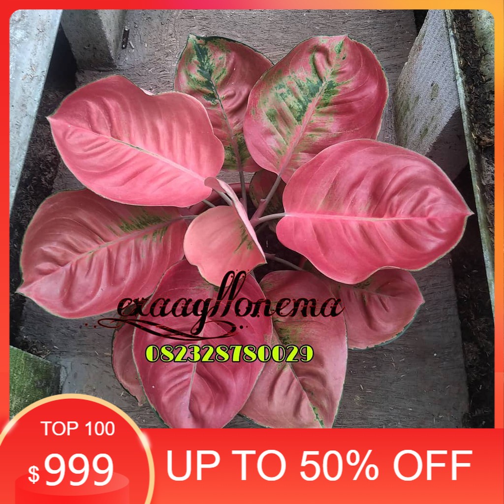 Jual Bonggol aglonema cunkwok | Shopee Indonesia Jual Bonggol aglonema cunkwok | Shopee Indonesia