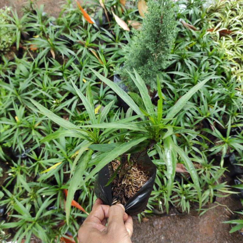 Jual tanaman hias reulia mini | tanaman rolia bunga ungu | Shopee Indonesia