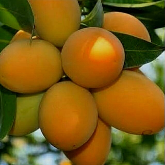Jual Bibit buah mangga madu anggur | Shopee Indonesia