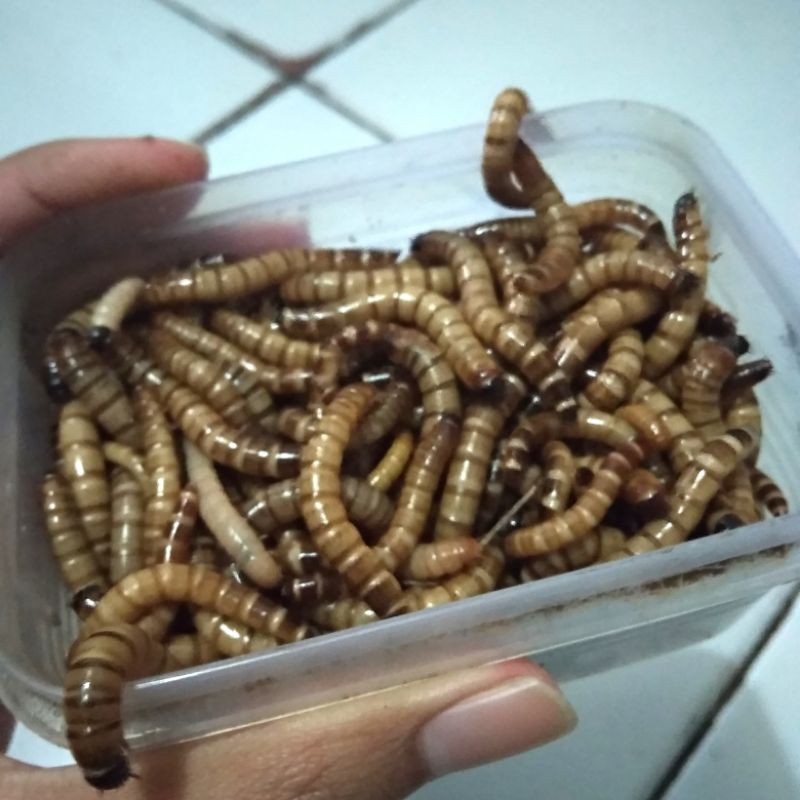 Jual Ulat Jerman / Superworm Hidup 100 gram Indonesia|Shopee Indonesia